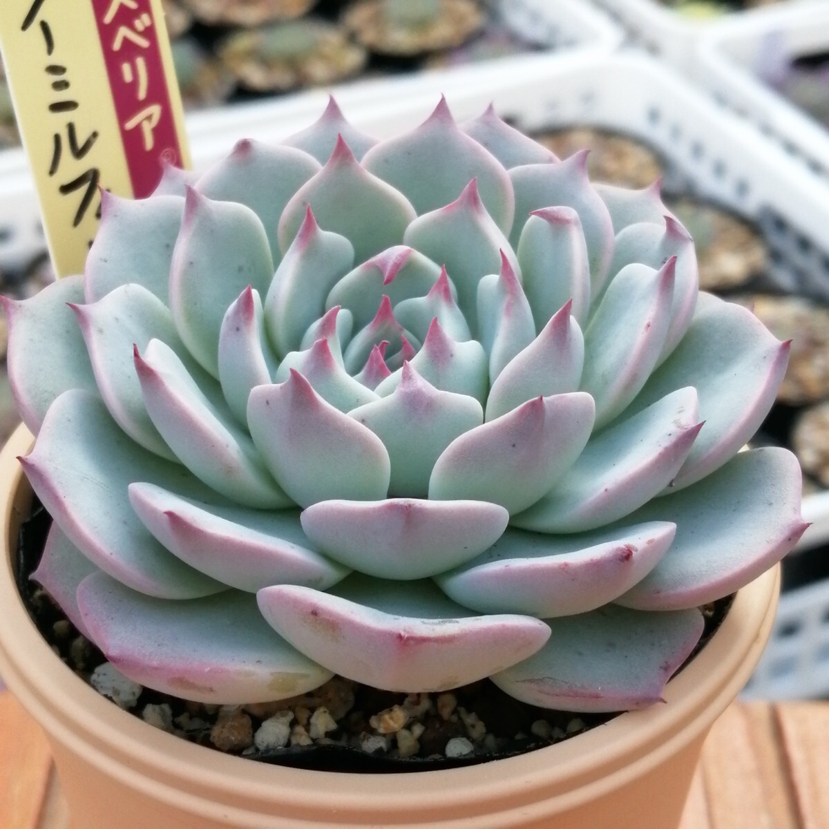 Yahoo!オークション - スノーミルフィーユ ミックスベリア 多肉植物 エ...