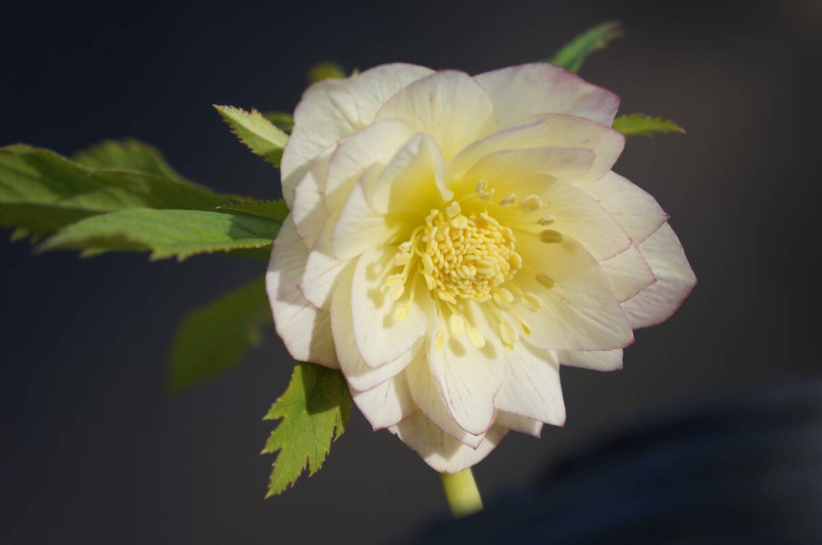 Yahoo!オークション - 25H51 クリスマスローズ【N008（WM0018系）×DD...