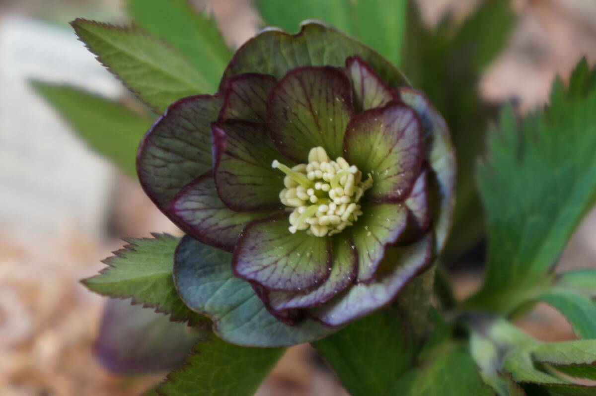 Yahoo!オークション - 25H51 クリスマスローズ【N008（WM0018系）×DD...