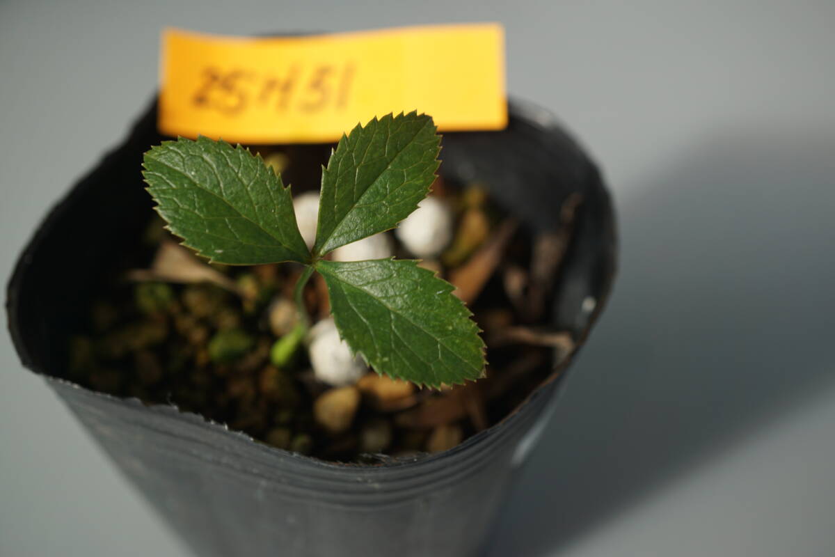 Yahoo!オークション - 25H51 クリスマスローズ【N008（WM0018系）×DD...