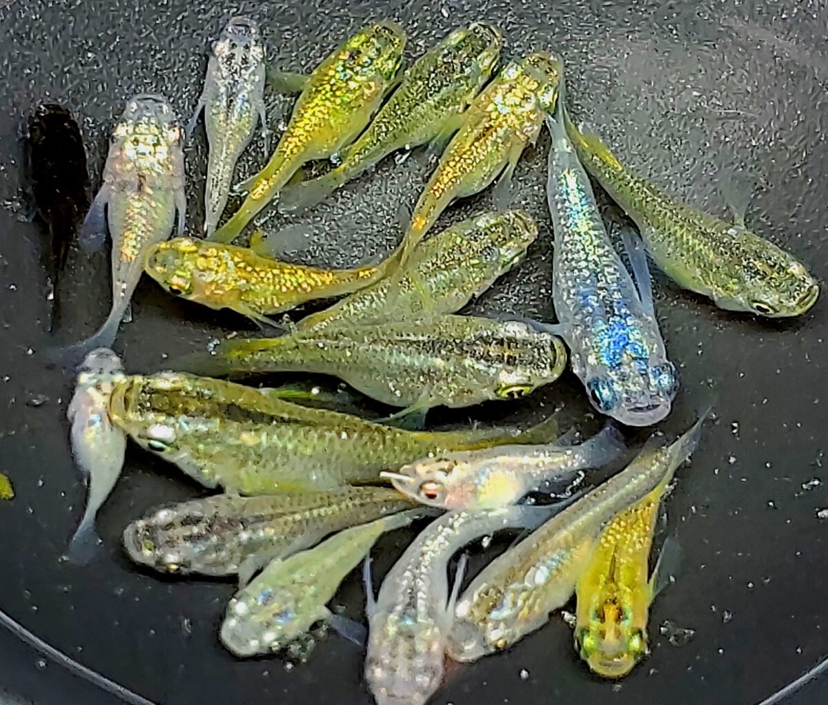 Yahoo!オークション - 【サイコメダカ】特上若魚Sサイズ 『各種交配系 ...