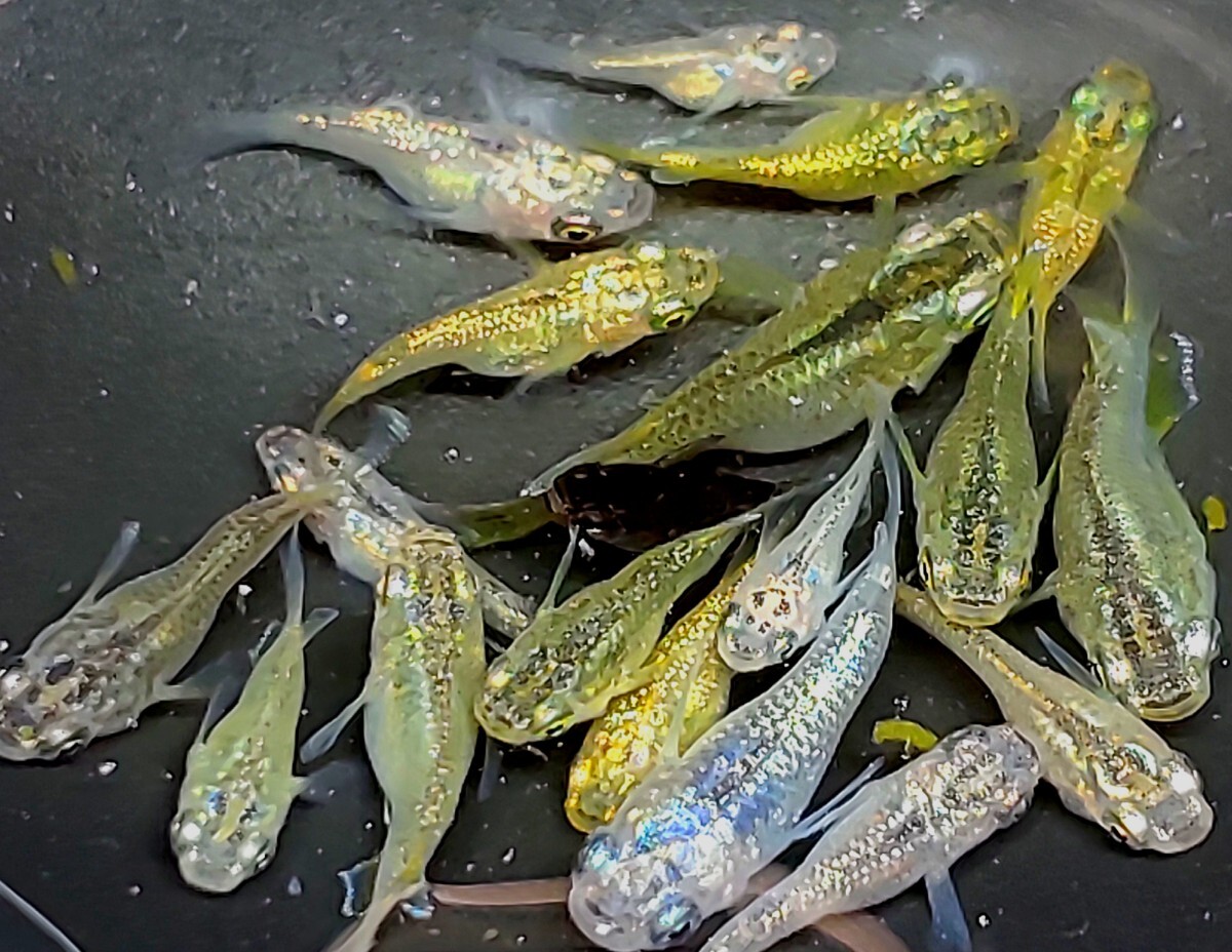 Yahoo!オークション - 【サイコメダカ】特上若魚Sサイズ 『各種交配系 ...