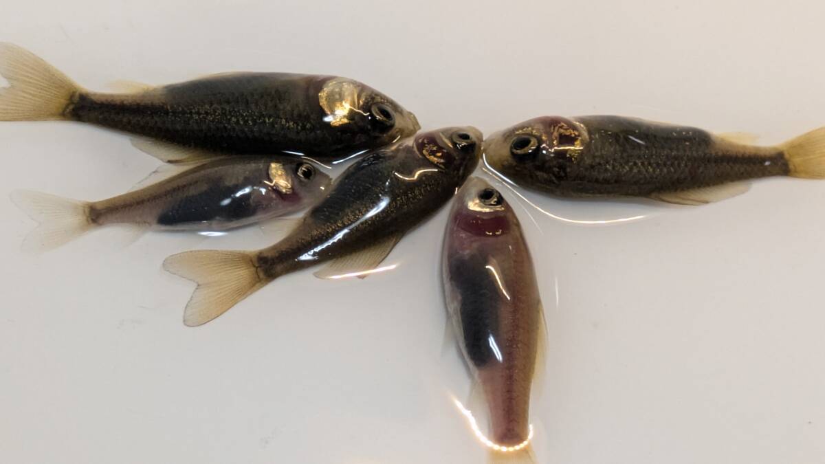 Yahoo!オークション - 秋田の透明鱗鮒金箔風4センチから6センチ5匹