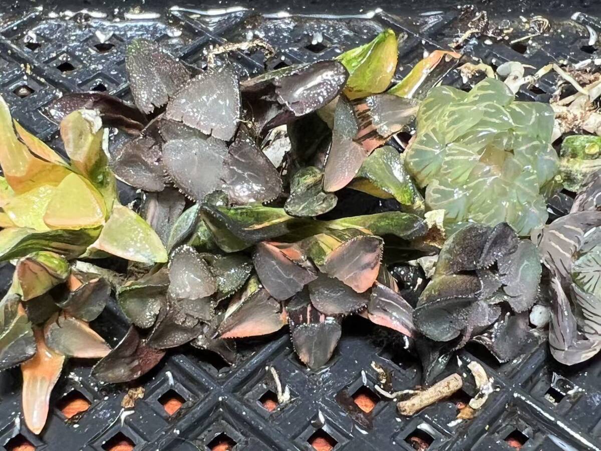 Yahoo!オークション - B07 多肉植物 ハオルチア 混合株 錦 糊斑 斑入り...