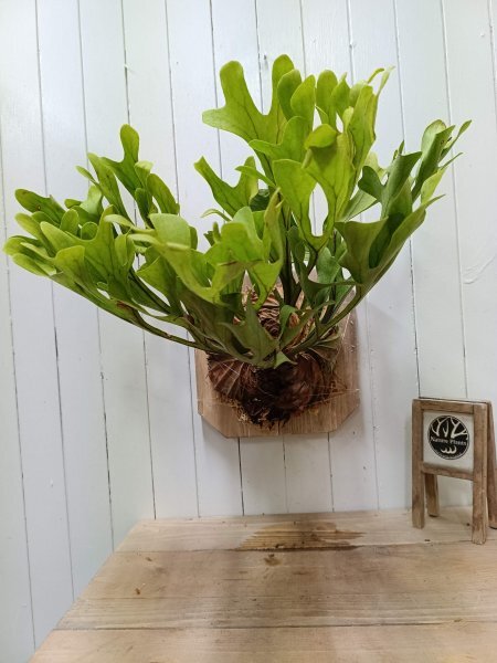 Yahoo!オークション - 【限定板付けLLサイズ】X543 ビカクシダ プラテ...