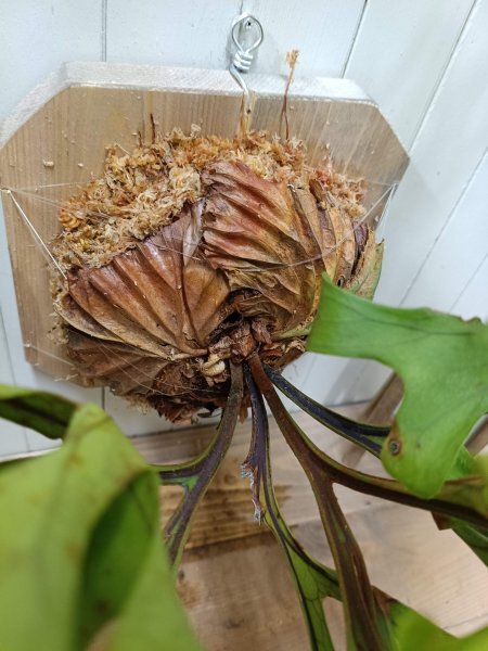 Yahoo!オークション - 【限定板付けLLサイズ】X543 ビカクシダ プラテ...