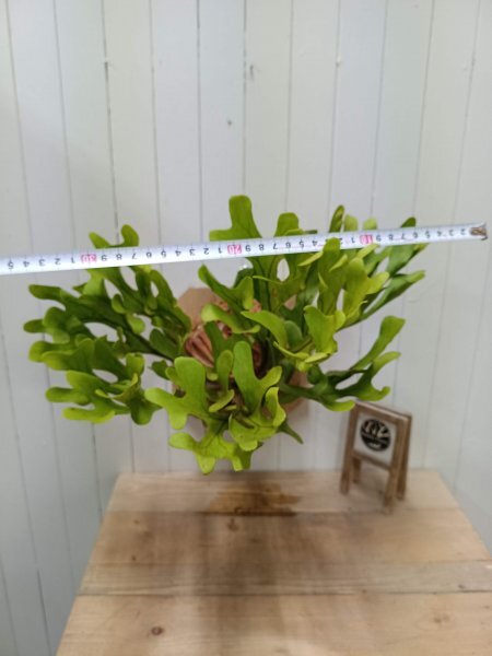 Yahoo!オークション - 【限定板付けLLサイズ】X543 ビカクシダ プラテ...