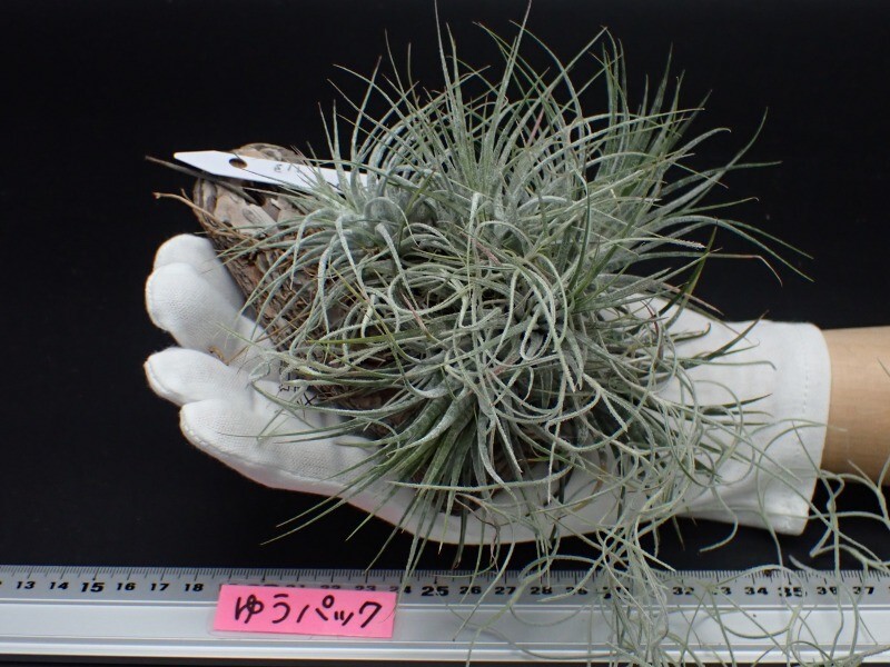 Yahoo!オークション - Tillandsia ionantha 'Zebrina' 11930チランジア...