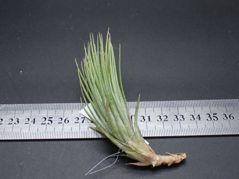 Yahoo!オークション - Tillandsia 'A Rare Jewel' 98213チランジア ア ...