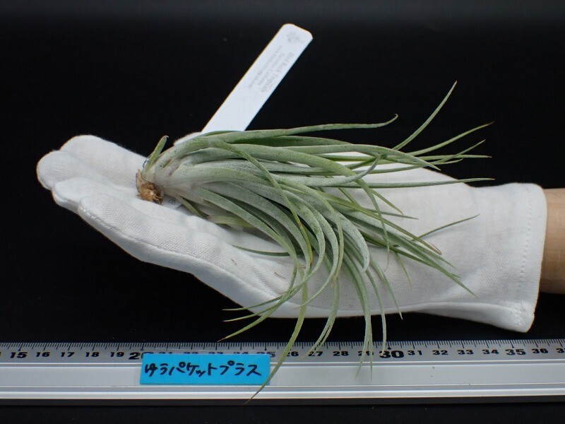 Yahoo!オークション - Tillandsia 'Pink Delight' 98393チランジア ピ...