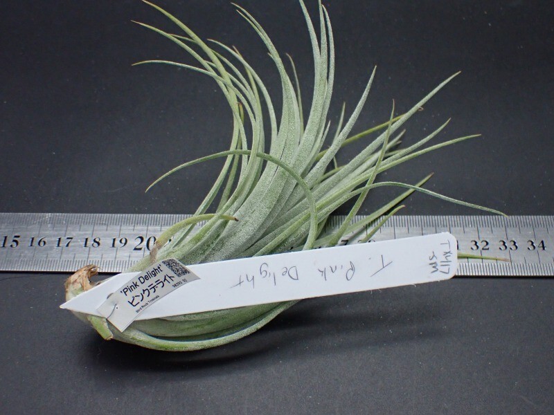 Yahoo!オークション - Tillandsia 'Pink Delight' 98393チランジア ピ...