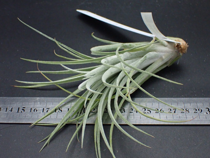 Yahoo!オークション - Tillandsia 'Pink Delight' 98393チランジア ピ...