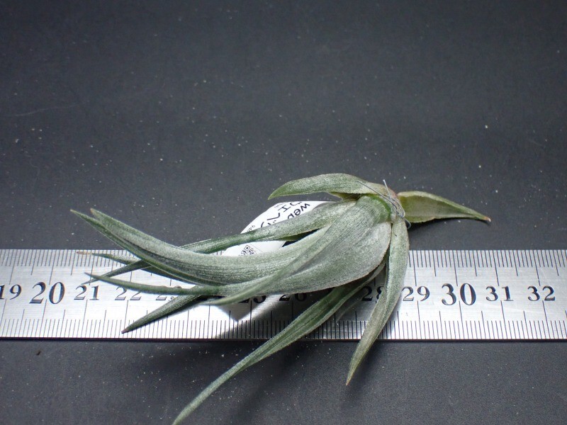 Yahoo!オークション - Tillandsia weberi 94685チランジア・ウェベリ ...