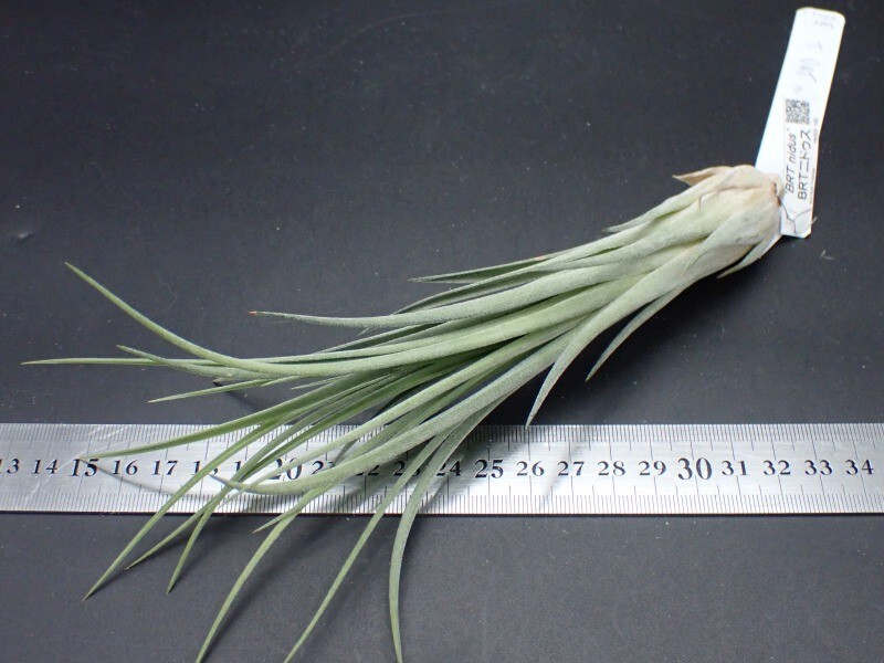 Yahoo!オークション - Tillandsia 'BRT nidus' 98303チランジア BRTニ...