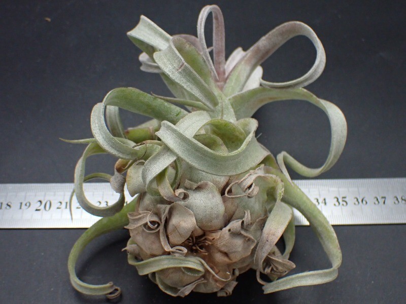 Yahoo!オークション - Tillandsia 'Red Robin' 94485チランジア レッド...