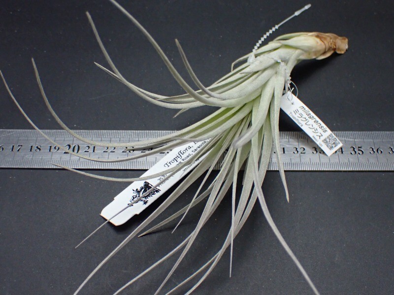 Yahoo!オークション - Tillandsia milagrensis 98661チランジア・ミラ...