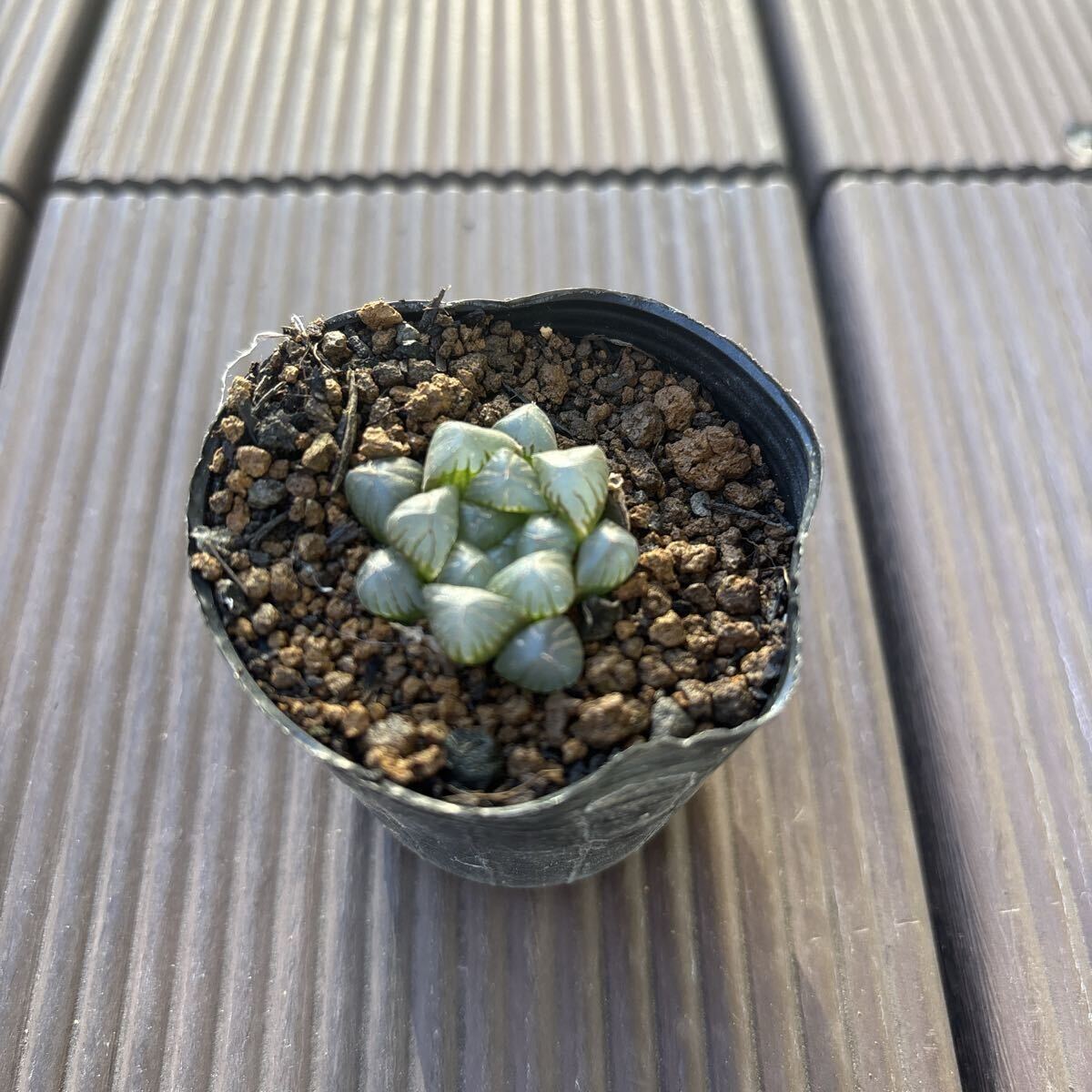 Yahoo!オークション - 多肉植物 ハオルチア 抜き苗 オブツーサ obtusa ...