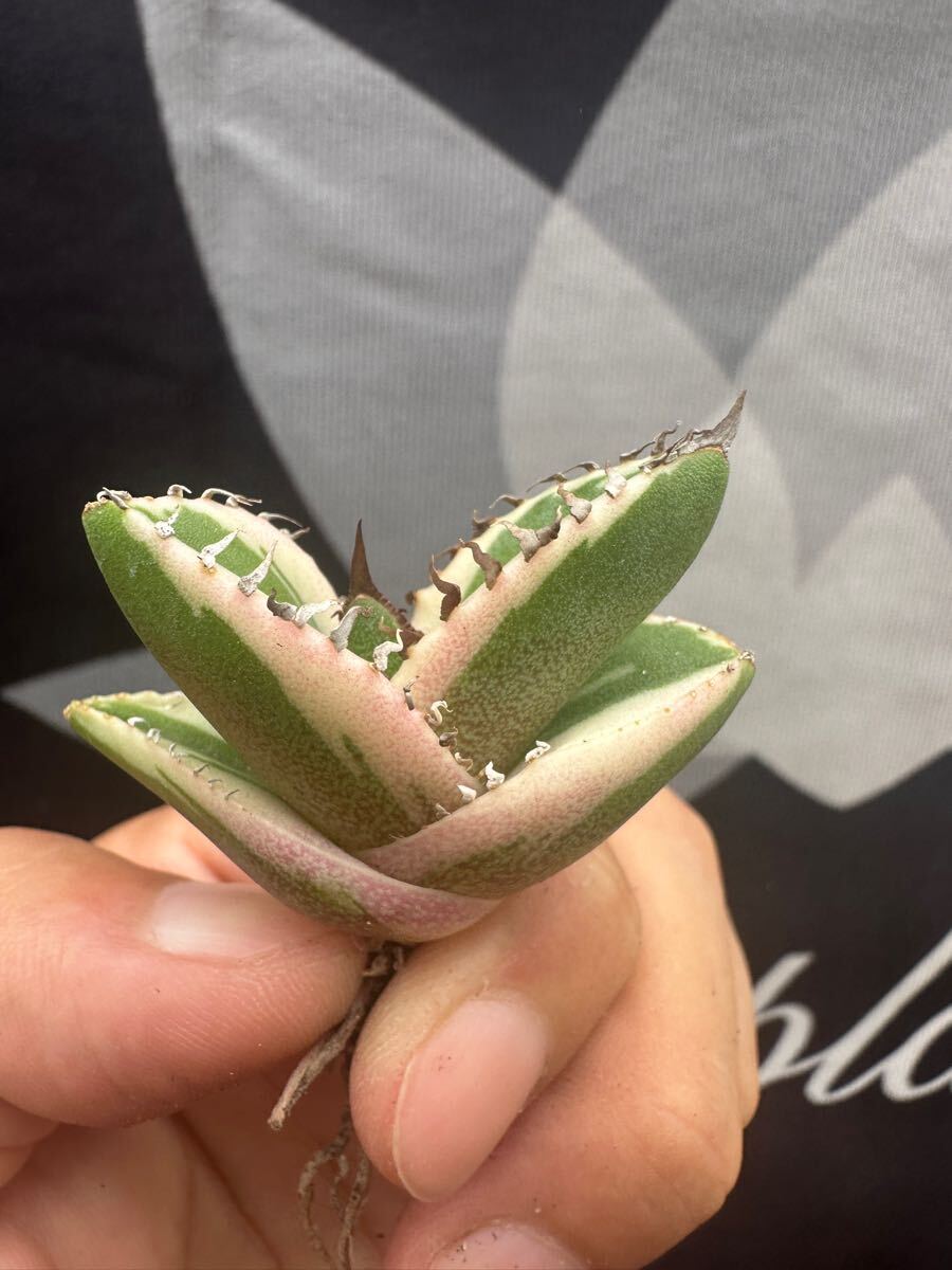 Yahoo!オークション - 【FJ Agave】q23アガベ純血錦 正宗白覆輪錦 特白...