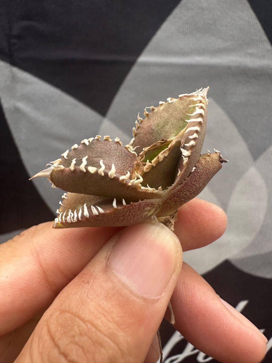 Yahoo!オークション - 【FJ Agave】q48アガベ 碎鑽（面包蟹）特選tc株 ...