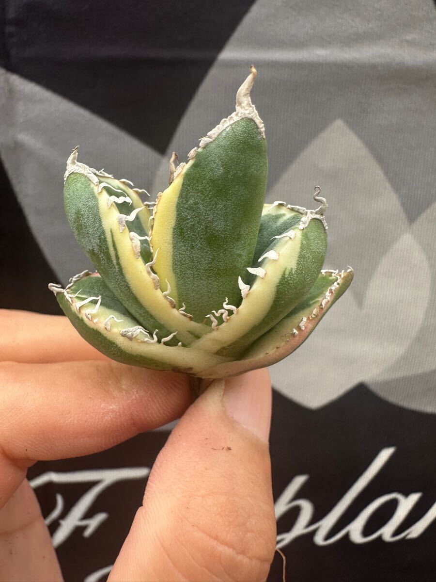 Yahoo!オークション - 【FJ Agave】q55アガベ チタノタ南アフリカダイ...