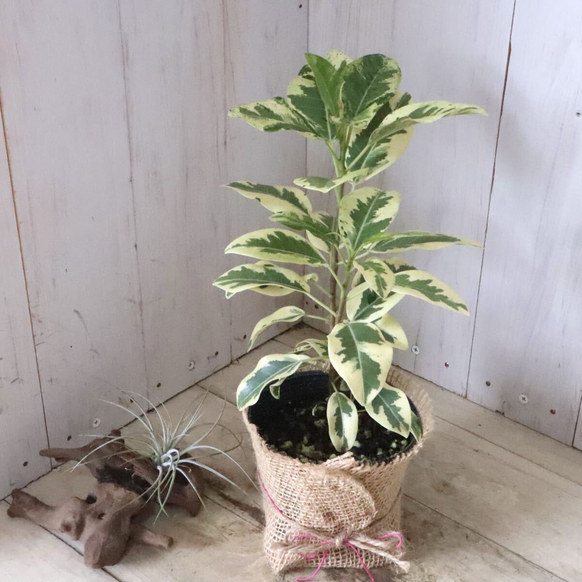 Yahoo!オークション - 希少 斑入り フランスゴムの木 ルビキノーサ 観...