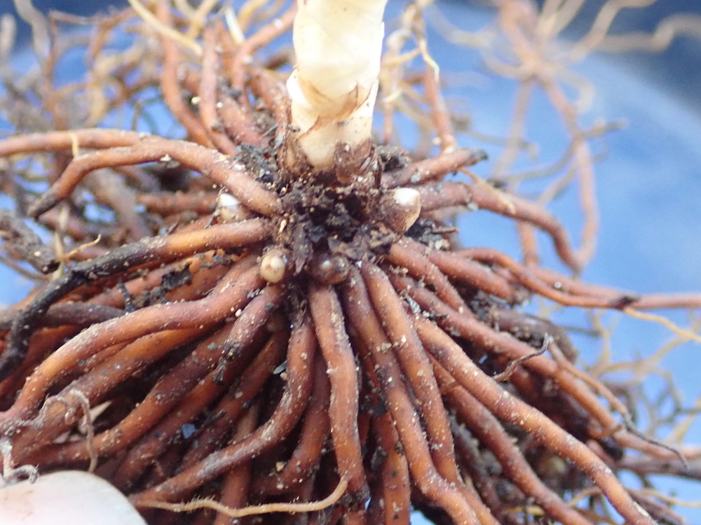 Yahoo!オークション - 福寿草 寿（遅咲き) 今期最初で最後 B フクジュ...