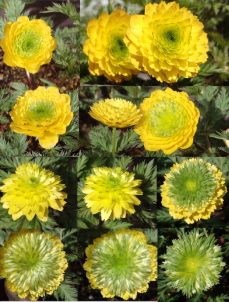 Yahoo!オークション - 福寿草 寿（遅咲き) 今期最初で最後 C フクジュ...