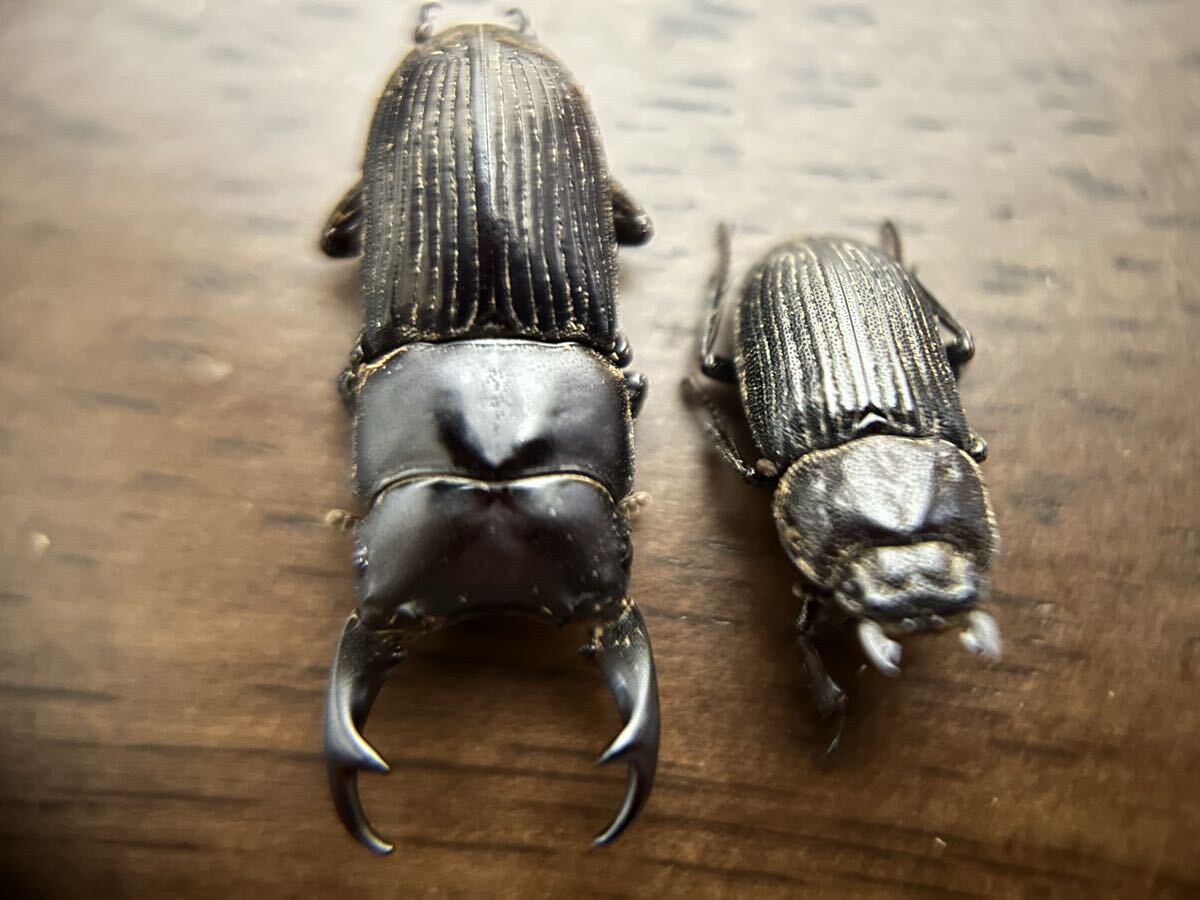 Yahoo!オークション - 珍品 タウルスネブト ssp. 新成虫♂28mm ペア イ...