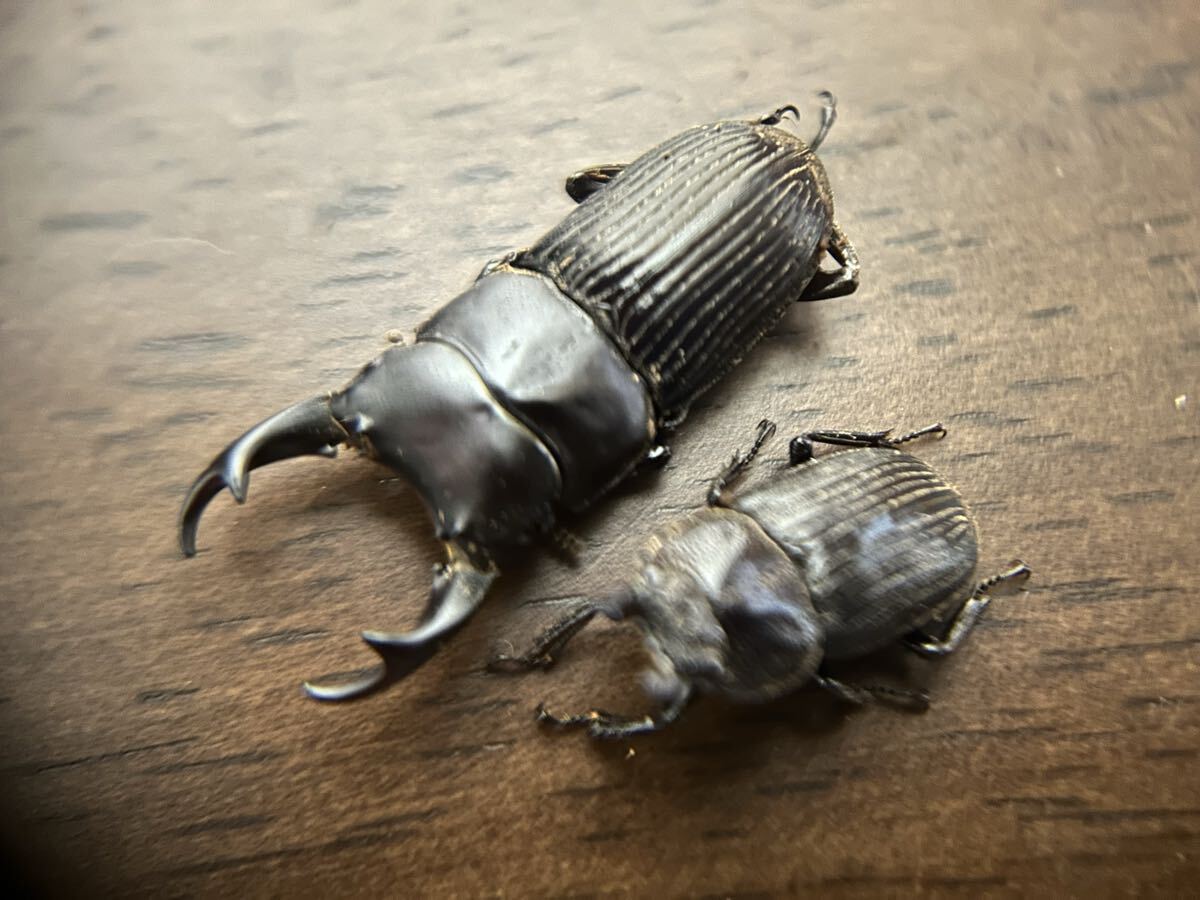 Yahoo!オークション - 珍品 タウルスネブト ssp. 新成虫♂28mm ペア イ...