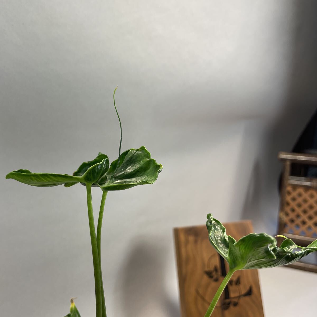 Yahoo!オークション - Alocasia Teletubbies アロカシア・テレタビーズ...