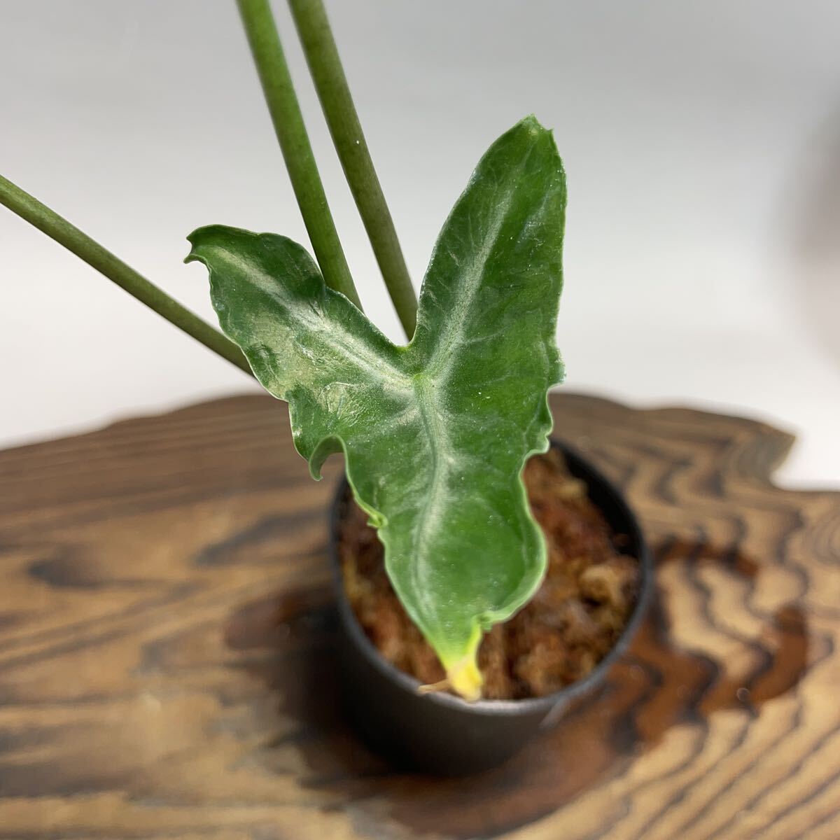 Yahoo!オークション - Alocasia Teletubbies アロカシア・テレタビーズ...