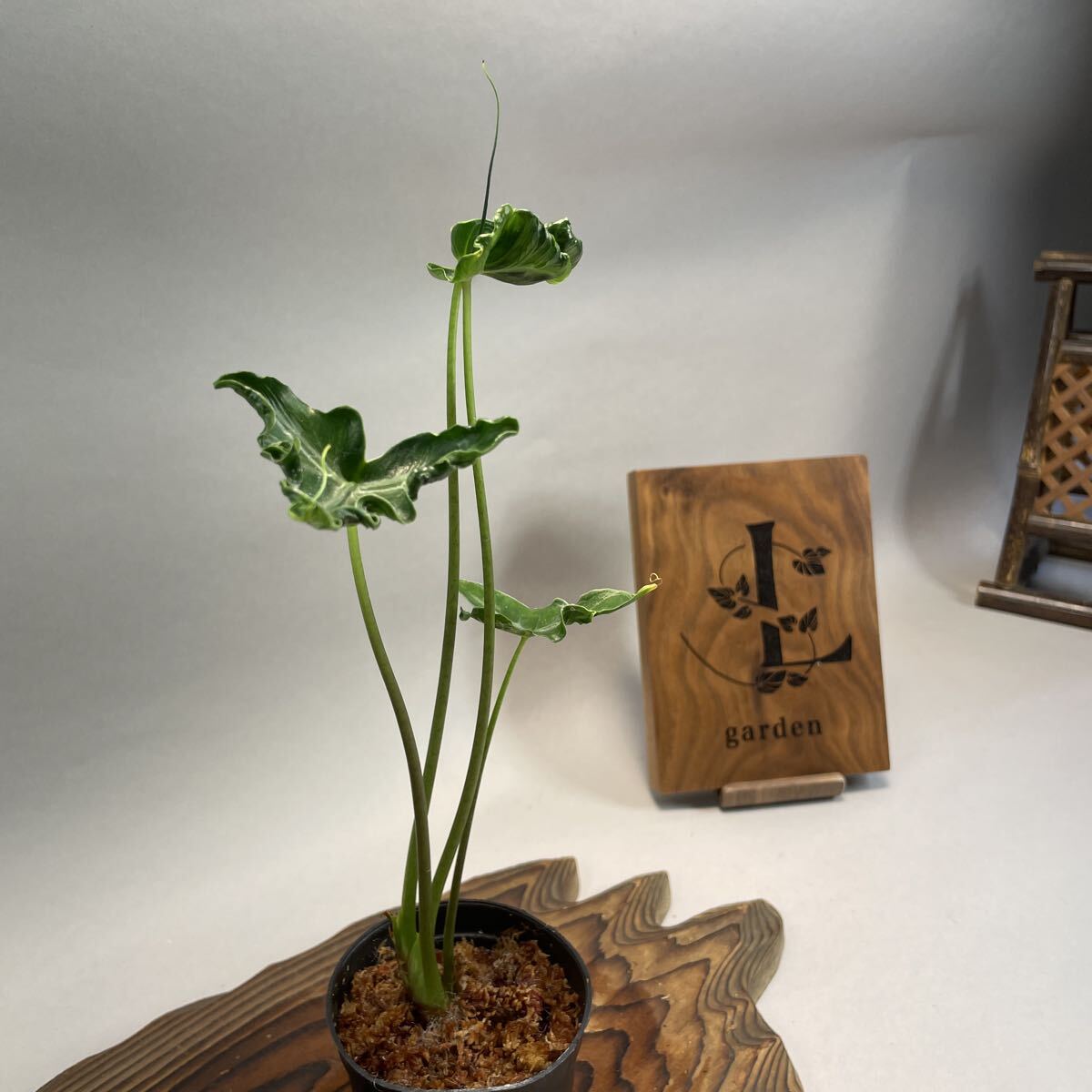 Yahoo!オークション - Alocasia Teletubbies アロカシア・テレタビーズ...