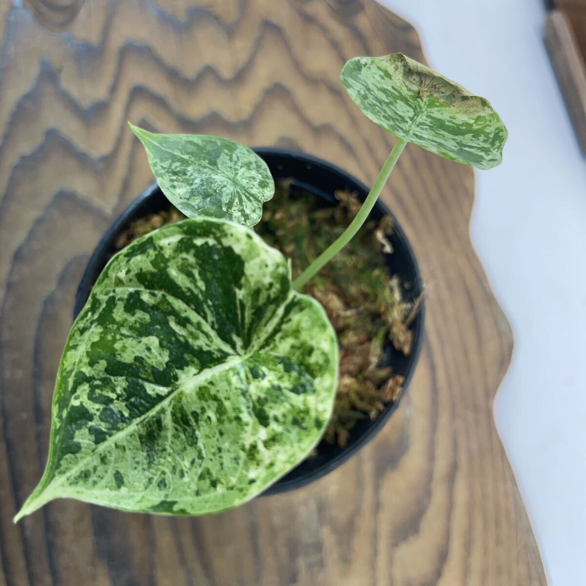 Yahoo!オークション - Alocasia Dragon Scale Mint アロカシア・ドラゴ...