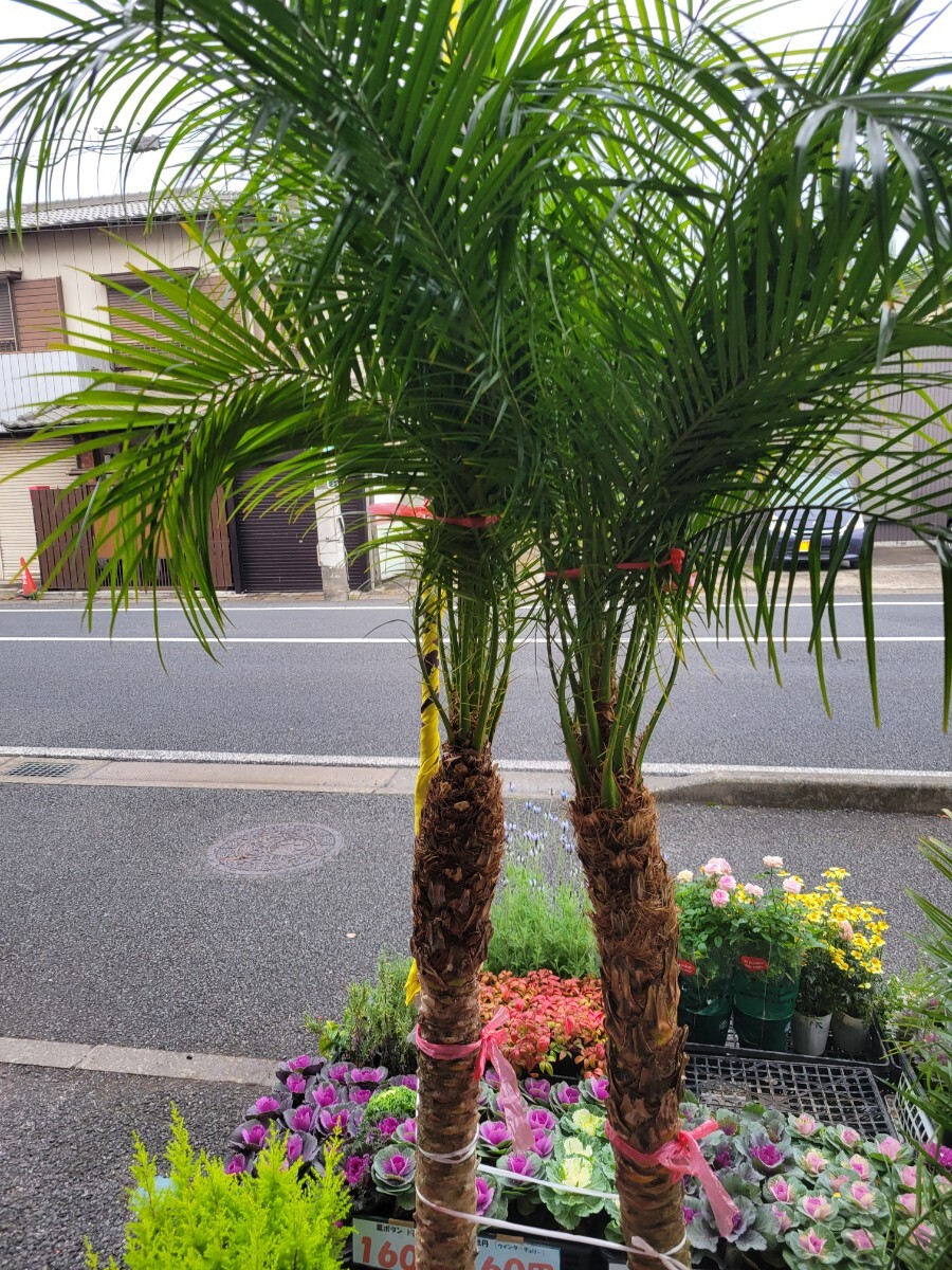 Yahoo!オークション - フェニックス ロベレニー 1本(発送不可手渡し)