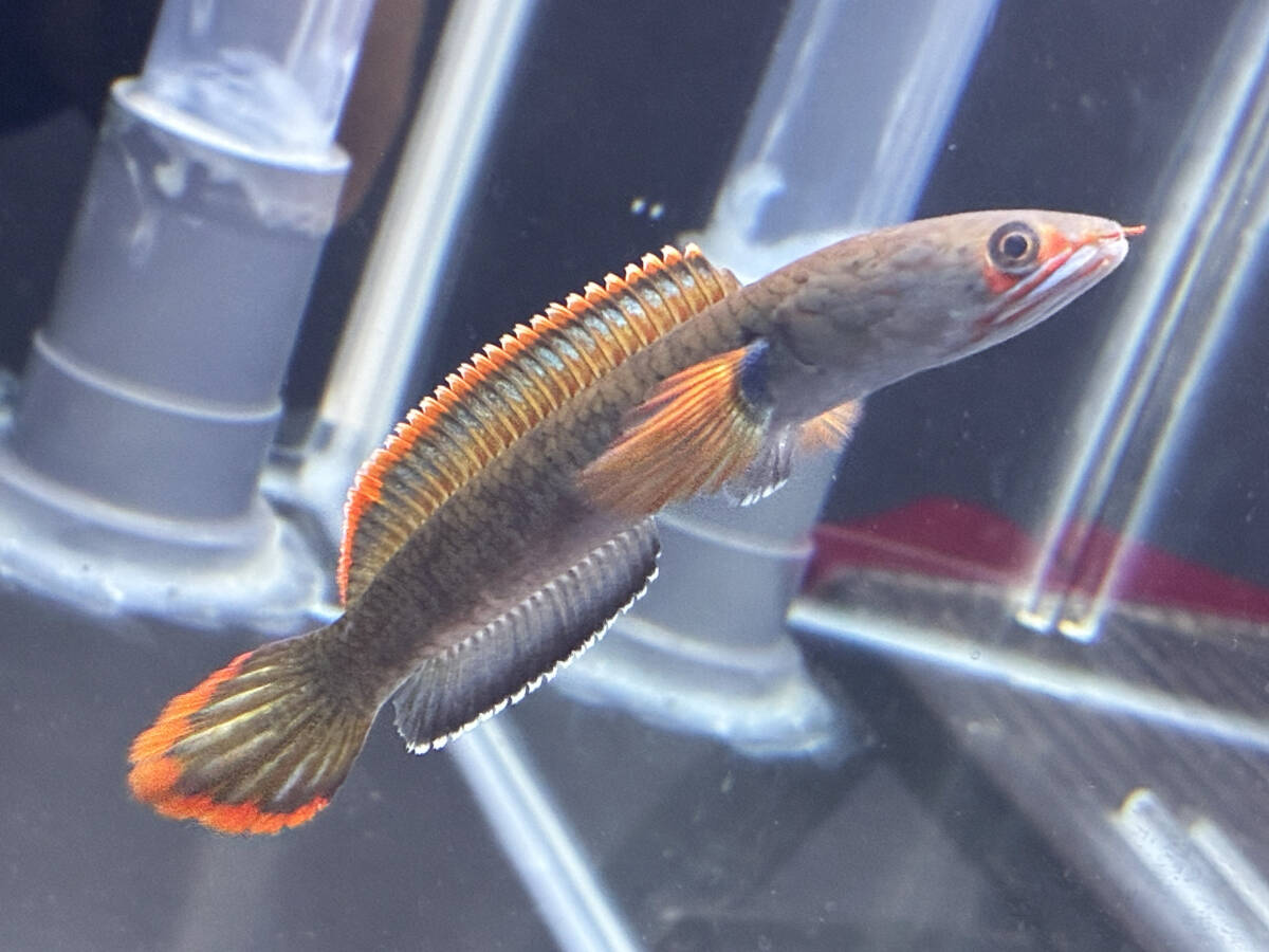 Yahoo!オークション - アイズファイヤー スネークヘッド(11cm±)上物 W...