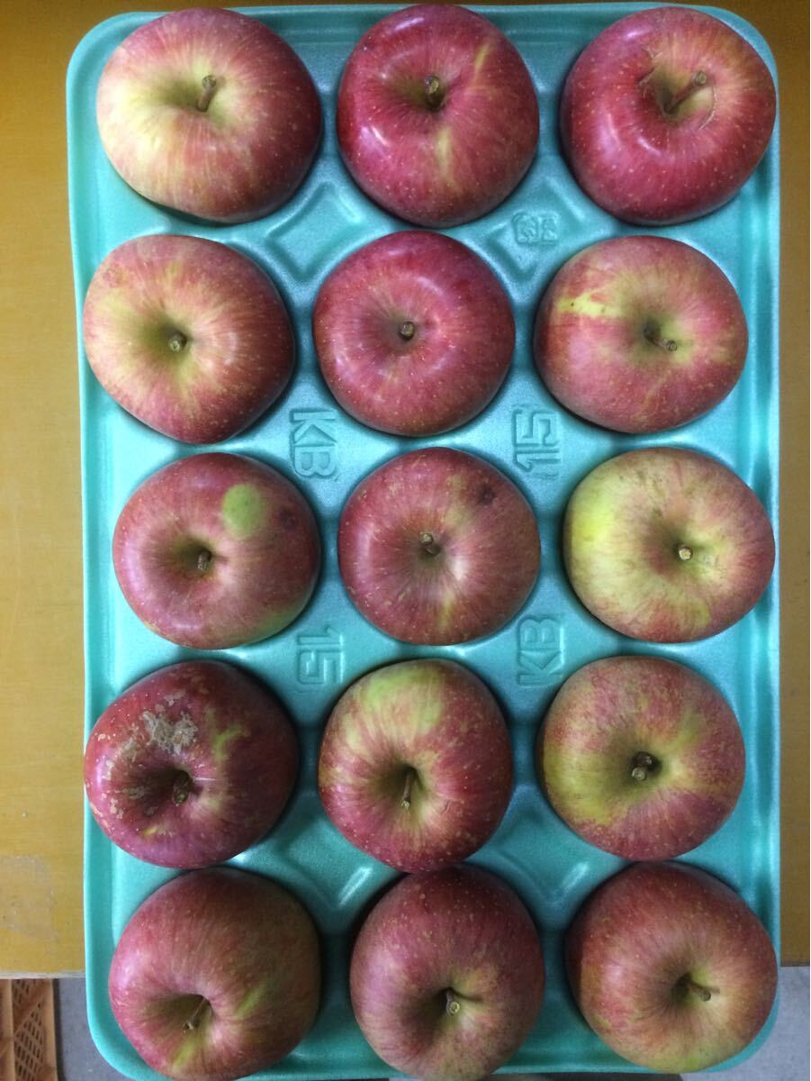 Yahoo!オークション - サンふじ5kg規格 15玉B級家庭用