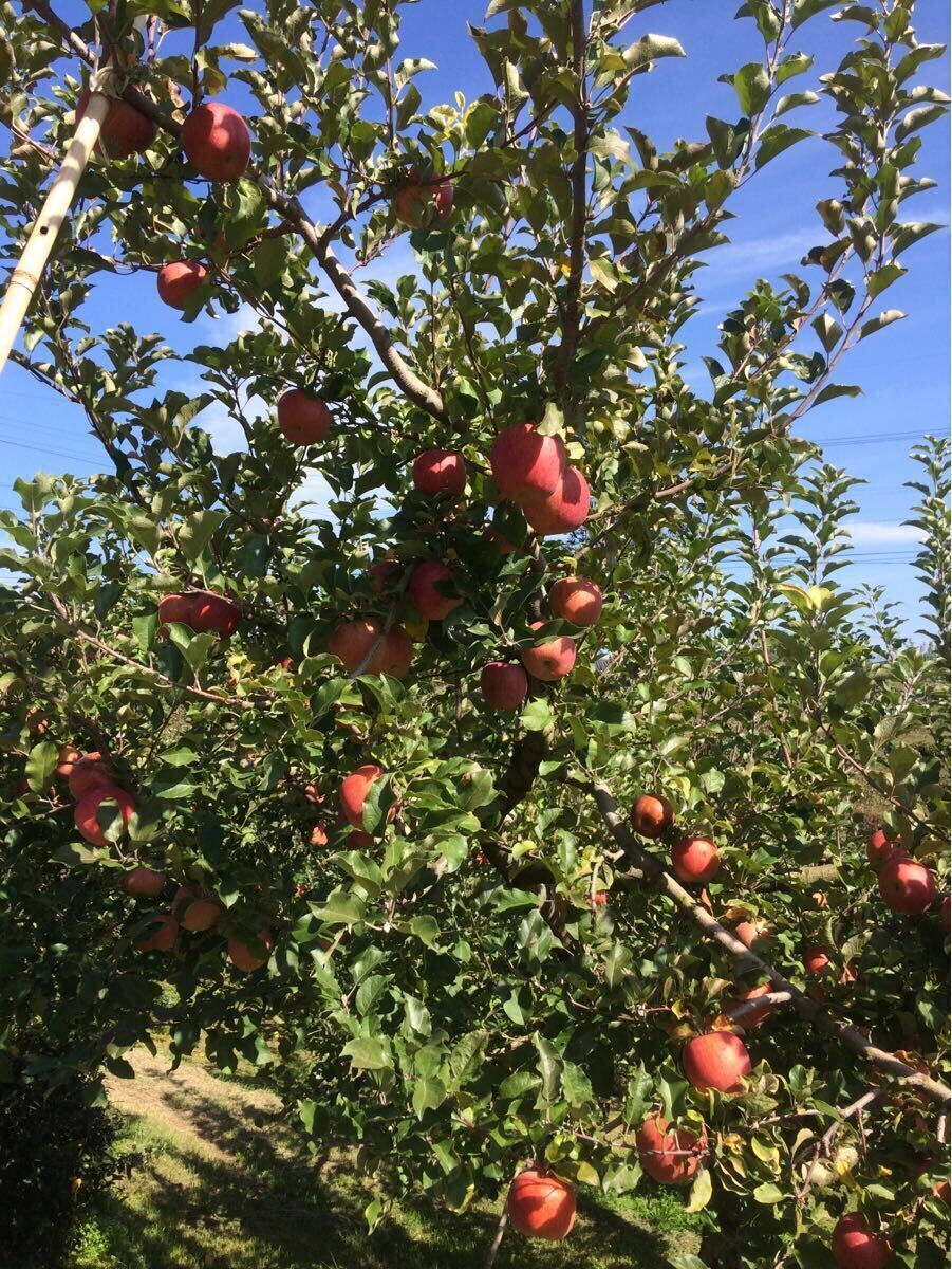 Yahoo!オークション - サンふじ3kg規格 8玉A級