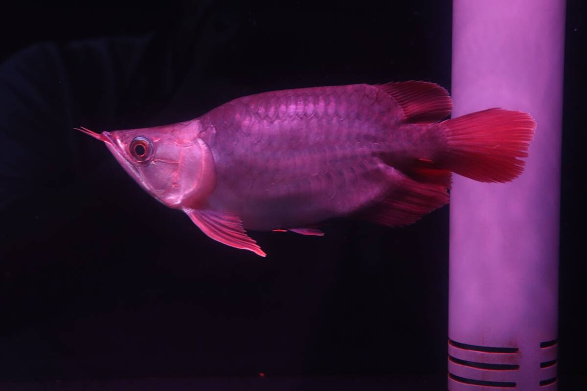 Yahoo!オークション - AquaProgress ロイヤルレッドスタイルらっきょう...