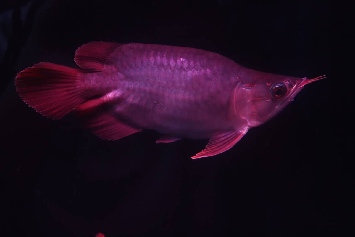 Yahoo!オークション - AquaProgress ロイヤルレッドスタイルらっきょう...