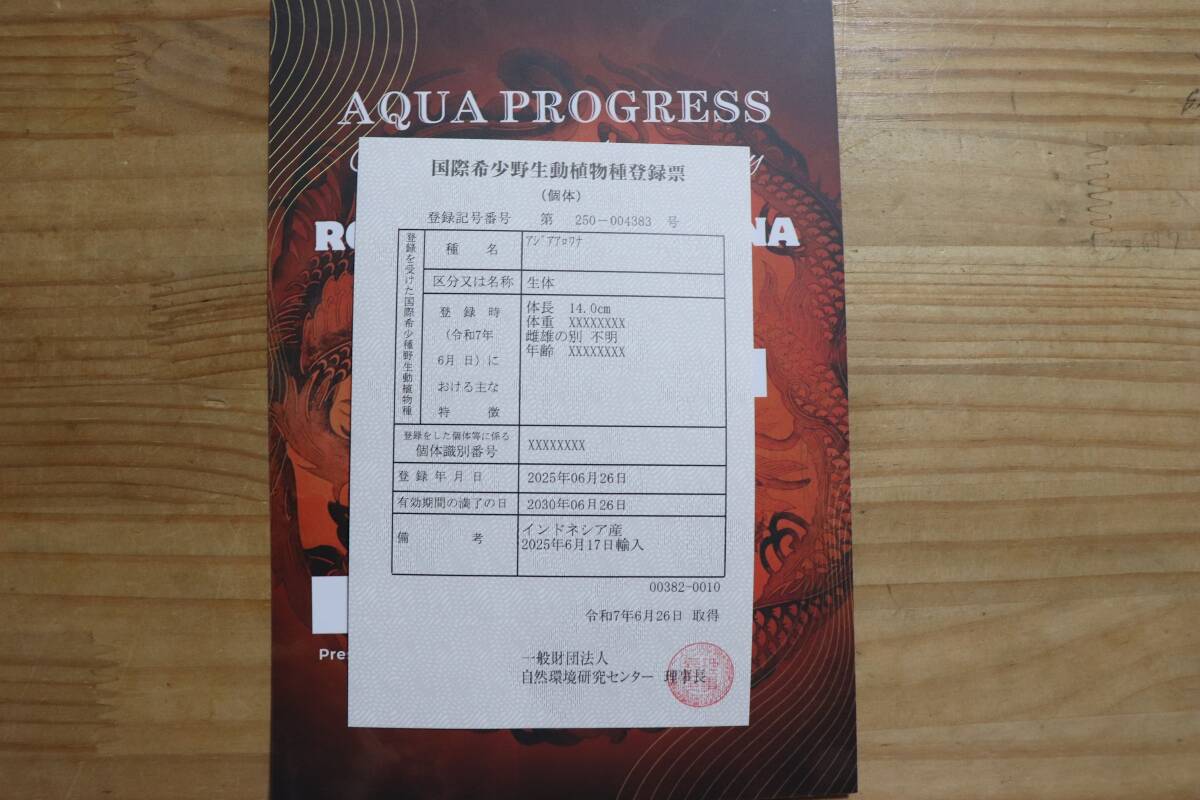 Yahoo!オークション - AquaProgress ロイヤルレッドスタイルらっきょう...