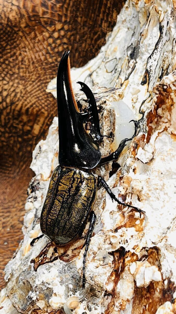 Yahoo!オークション - DHヘラクレス極太極短C68 メテオ♂単③