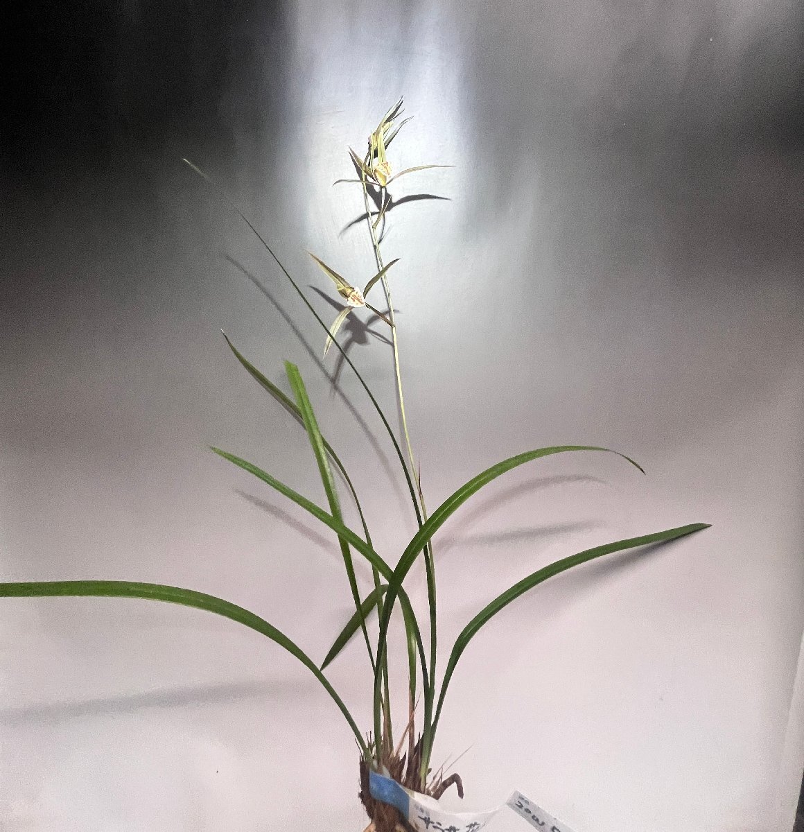 Yahoo!オークション - 花付 寒蘭 サラサ20w56