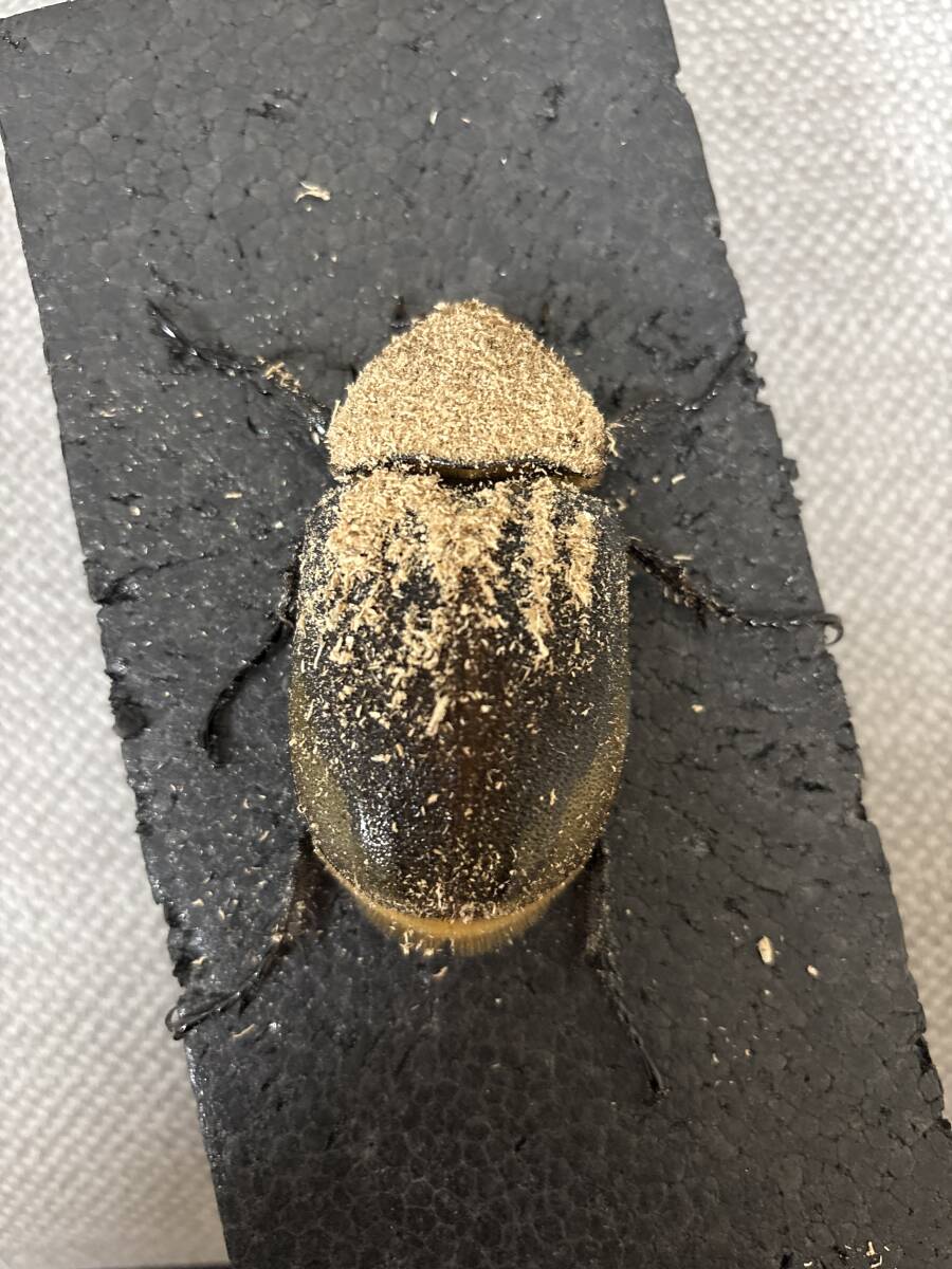 Yahoo!オークション - OF136-FOX151血統のインブリード メス ②80mm ヘ...