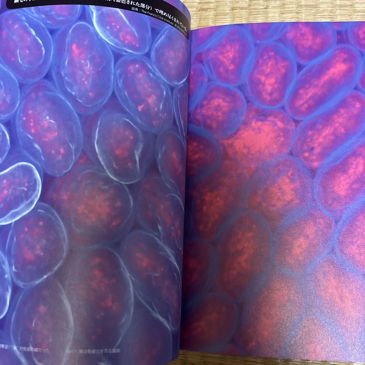 Yahoo!オークション - 送料無料 NHKスペシャル 人体 神秘の巨大ネット...