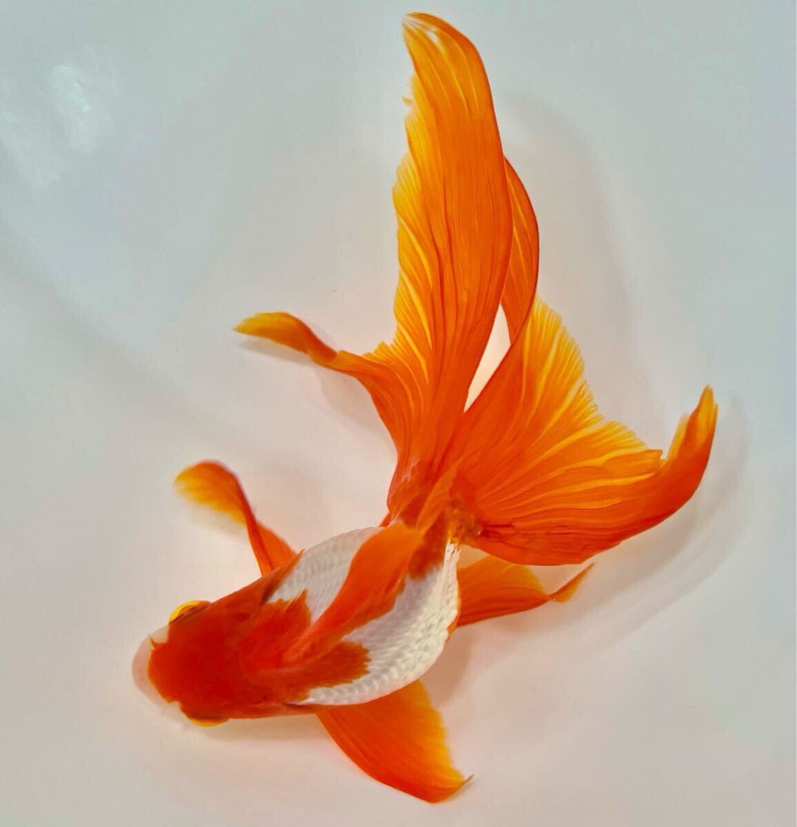 Yahoo!オークション - 飯田産 更紗琉金 15cm前後 鮮烈な赤白 金魚ファ...