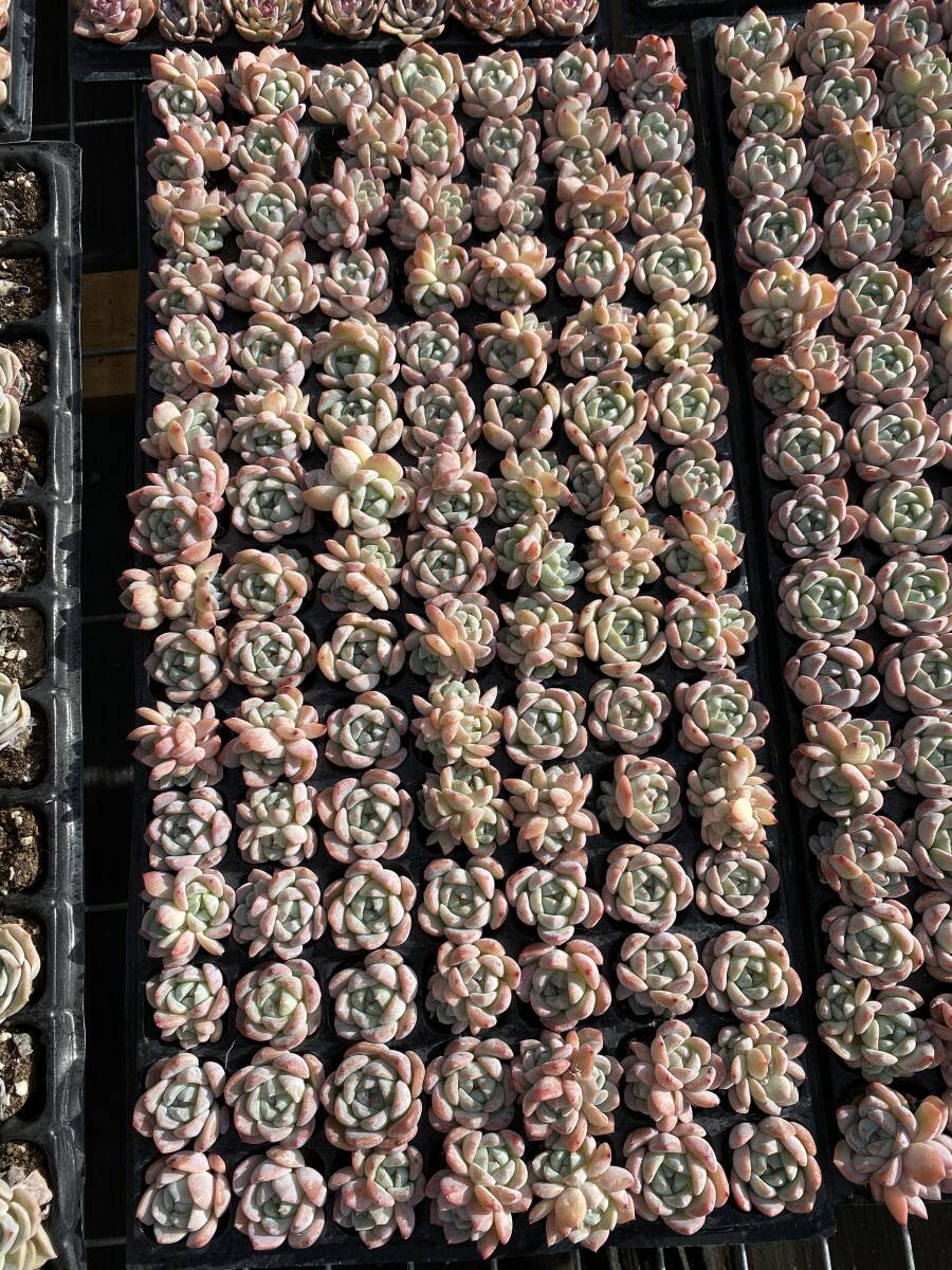 Yahoo!オークション - Z3&XQS1琥珀105苗多肉植物 エケベリア サボテン ...