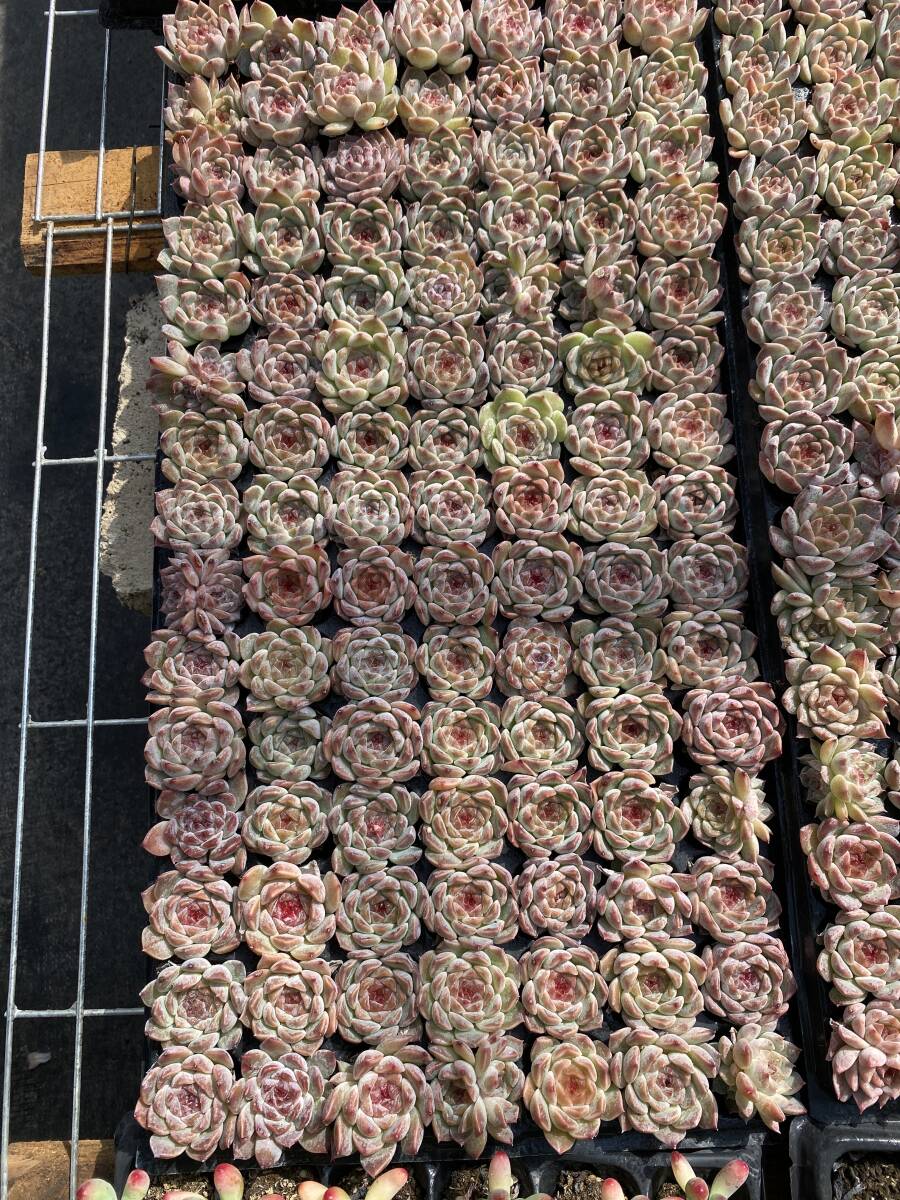 Yahoo!オークション - Z71&XQS108アイスソウル105苗多肉植物 エケベリ...