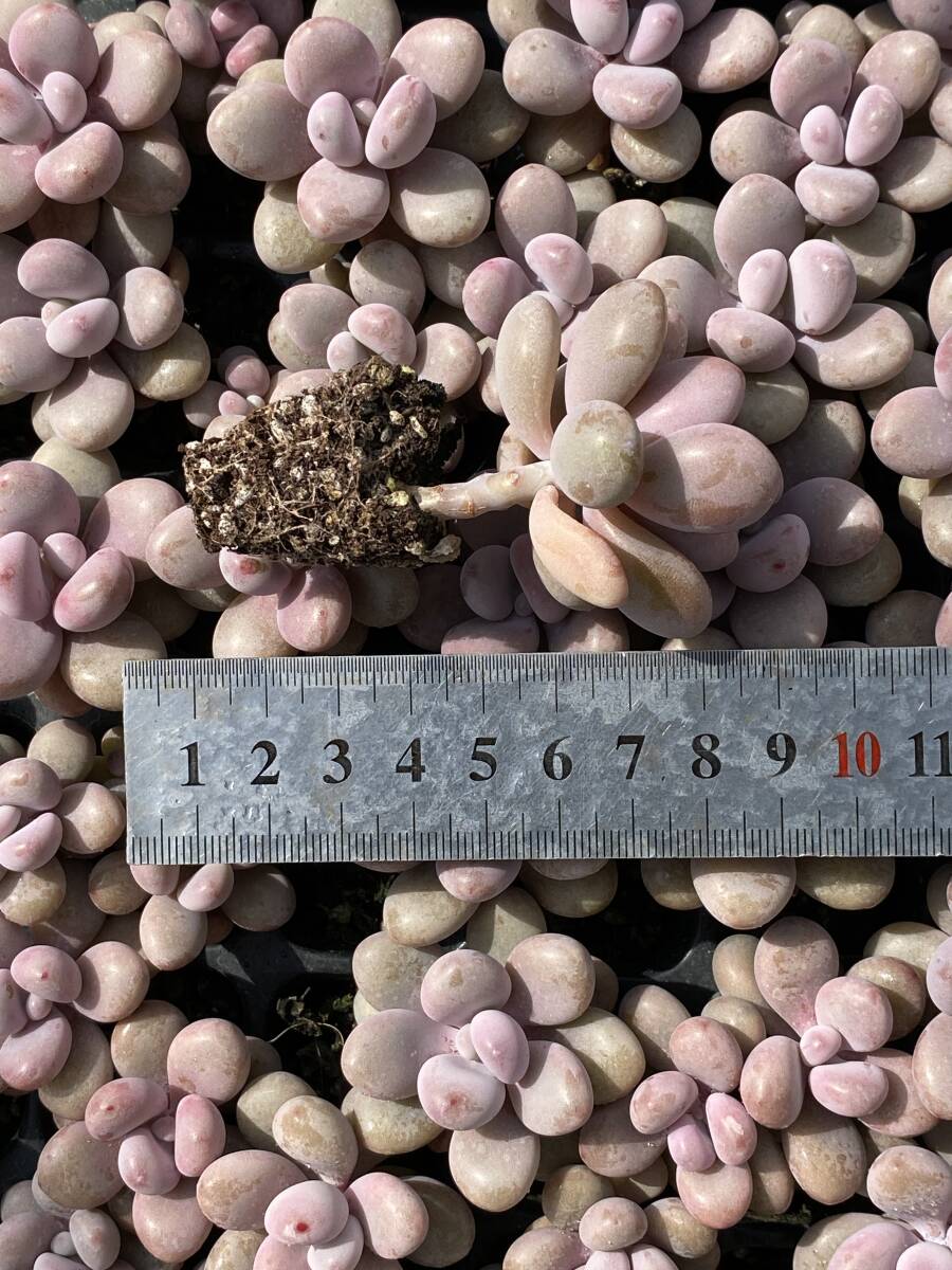 Yahoo!オークション - Z143&XQS80桃卵105苗多肉植物 エケベリア サボテ...