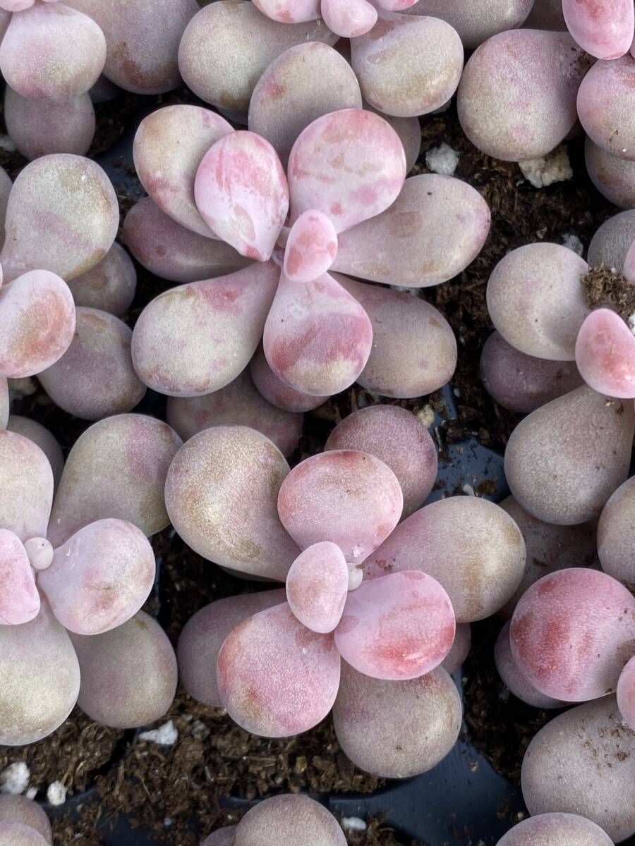 Yahoo!オークション - Z172 桃卵105苗多肉植物 エケベリア サボテン 観...