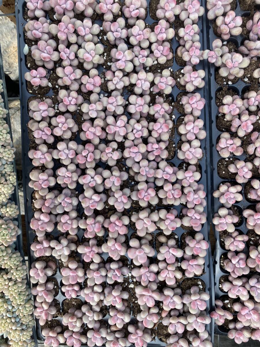 Yahoo!オークション - Z172 桃卵105苗多肉植物 エケベリア サボテン 観...